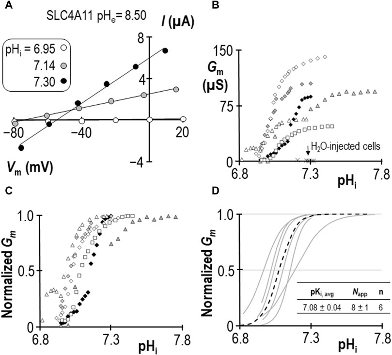 Frontiers | NH3/NH4+ allosterically activates SLC4A11 by causing an ...