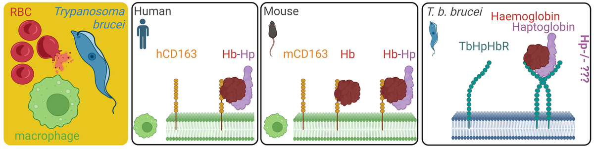 Frontiers | Haptoglobin is dispensable for haemoglobin uptake by ...