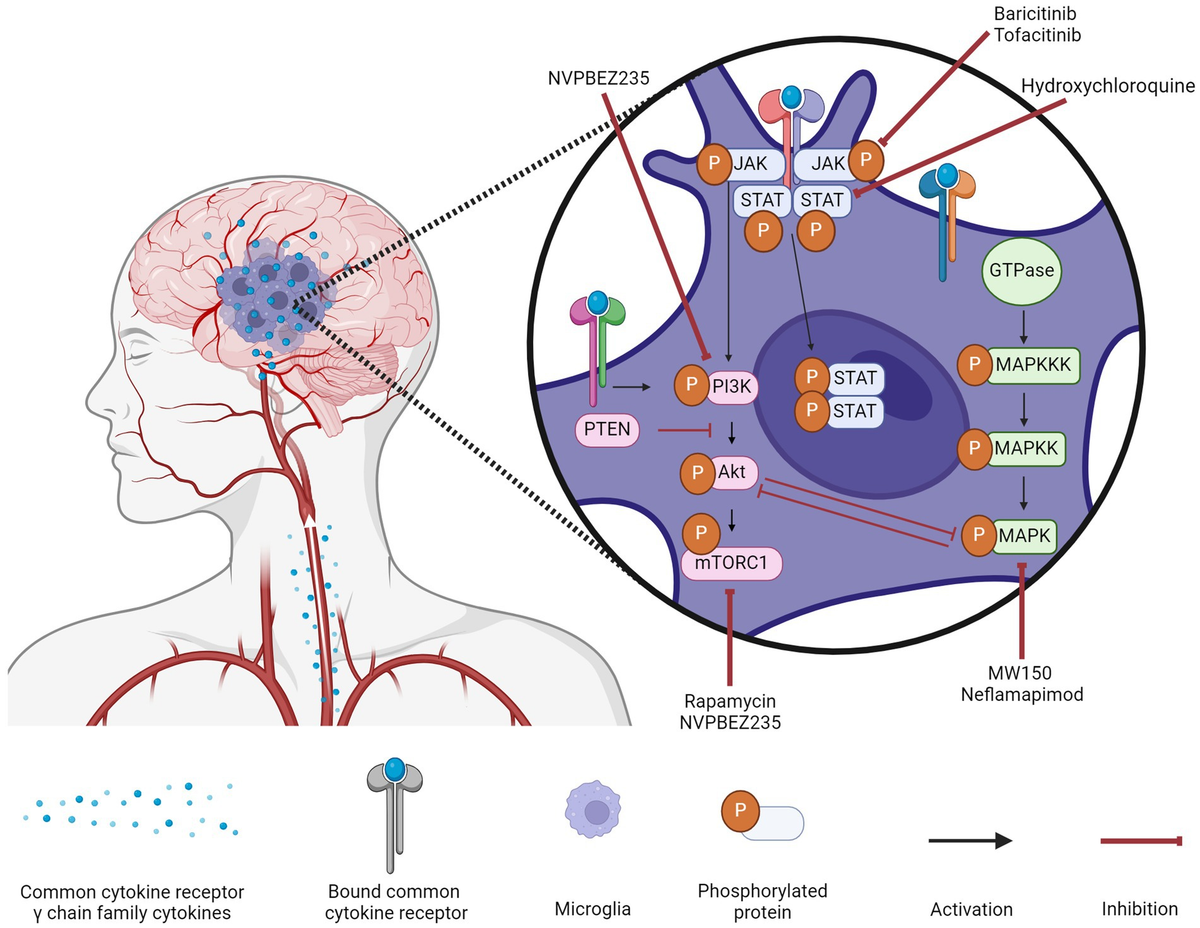 Frontiers | Common cytokine receptor gamma chain family cytokines activate MAPK, PI3K, and JAK ...
