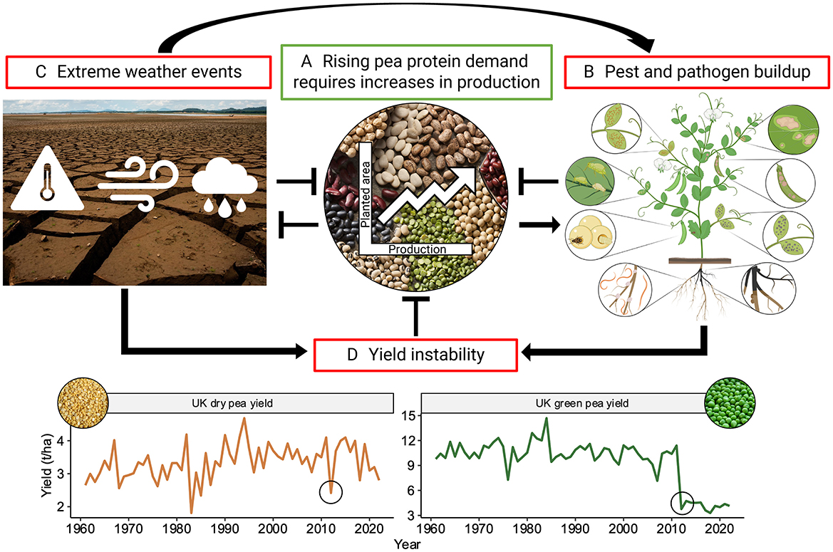 Frontiers | Understanding the root of the problem for tackling pea root ...