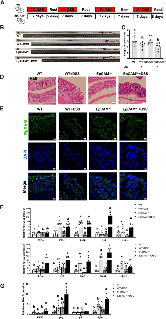 Frontiers | The downregulation of tight junction proteins and pIgR in ...