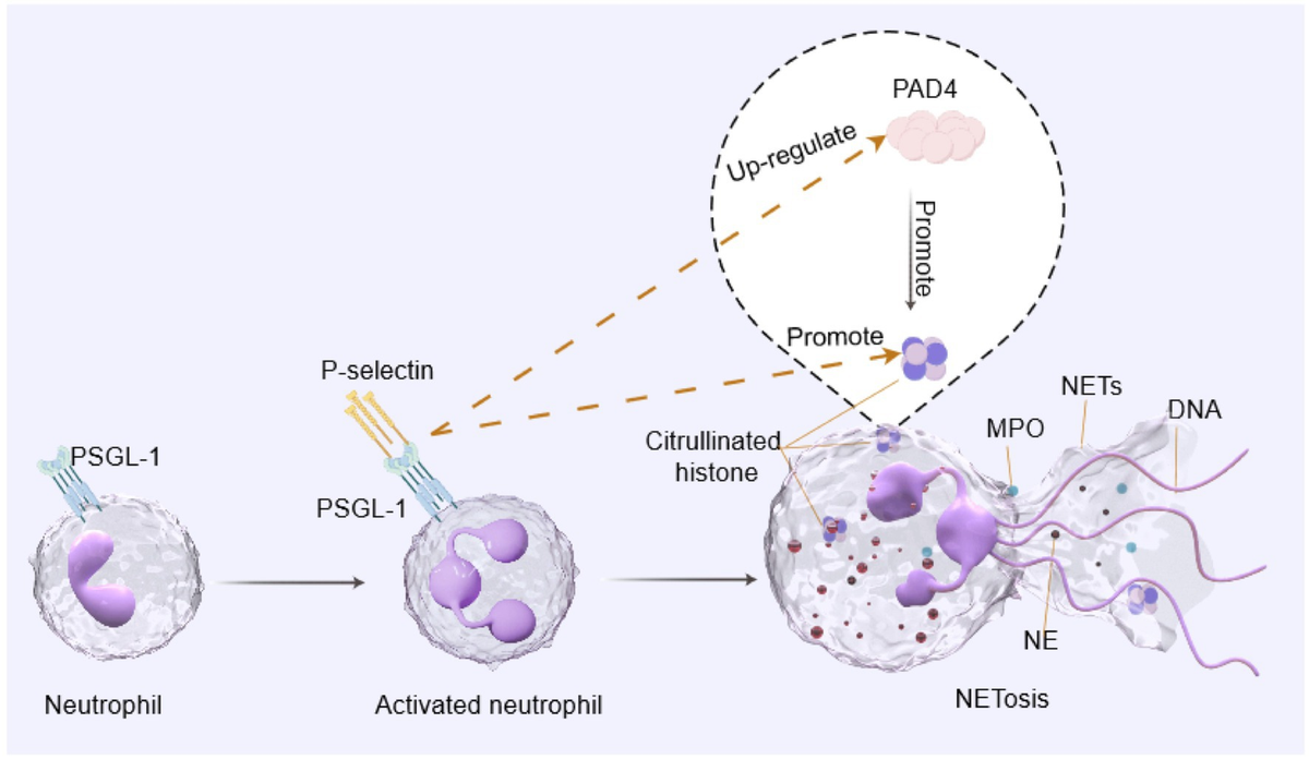 Frontiers | The role of P-selectin/PSGL-1 in regulating NETs as a novel ...