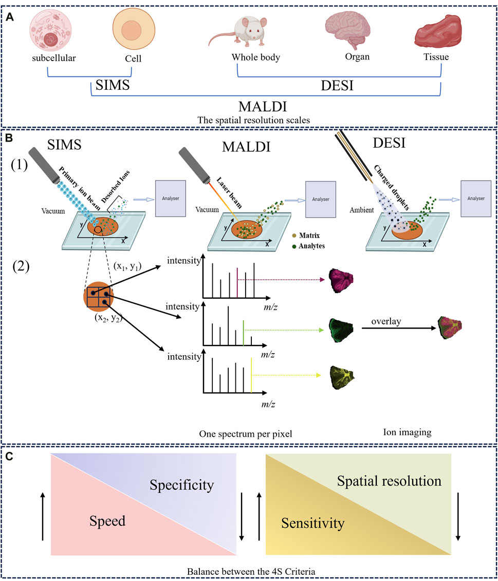 Frontiers | Mass spectrometry imaging as a promising analytical ...