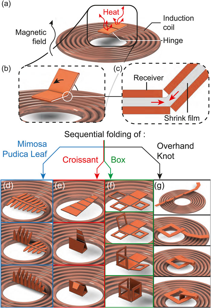 Frontiers | Remotely actuated programmable self-folding origami strings ...