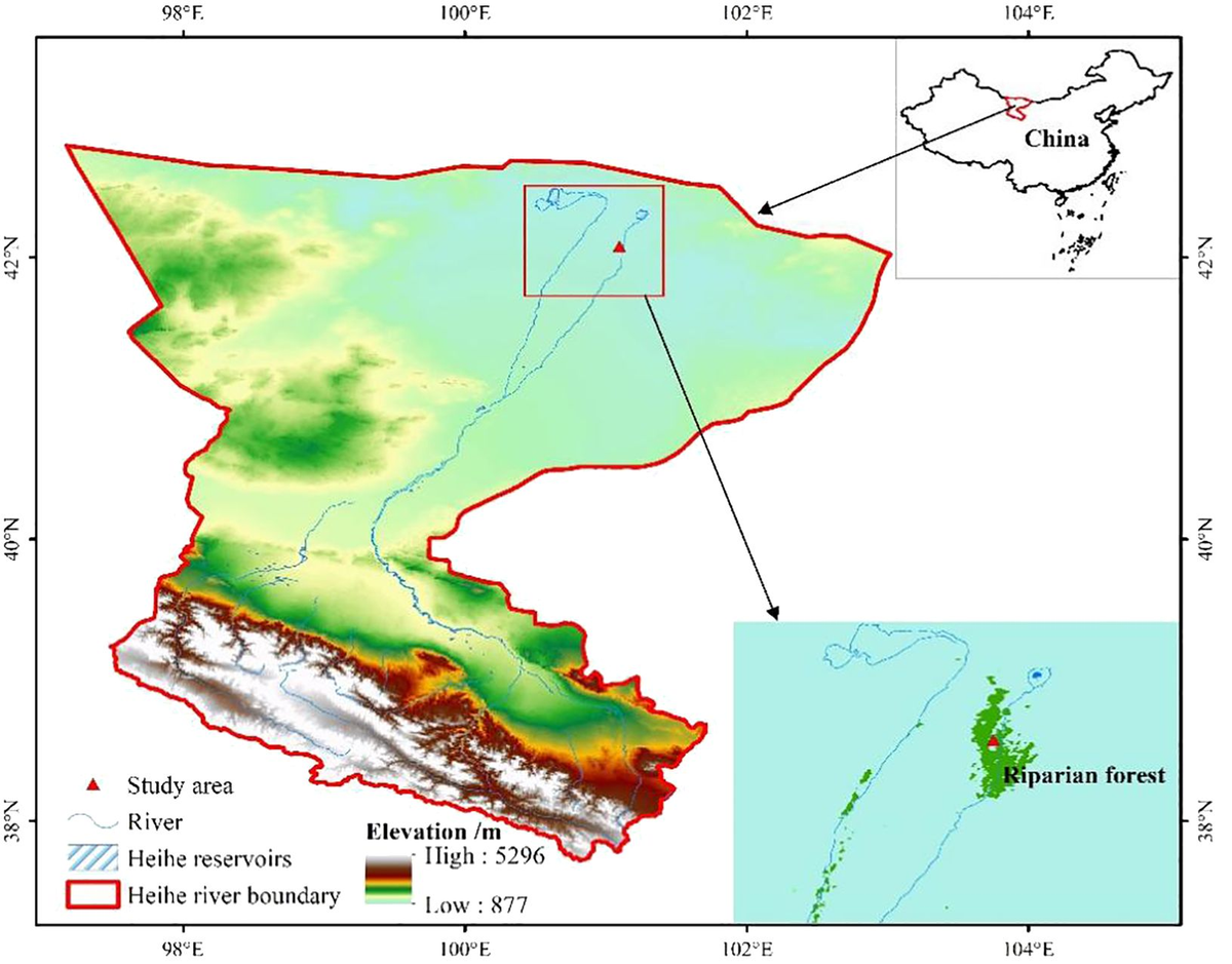 Frontiers | Coordination and adaptation of water processes in Populus ...