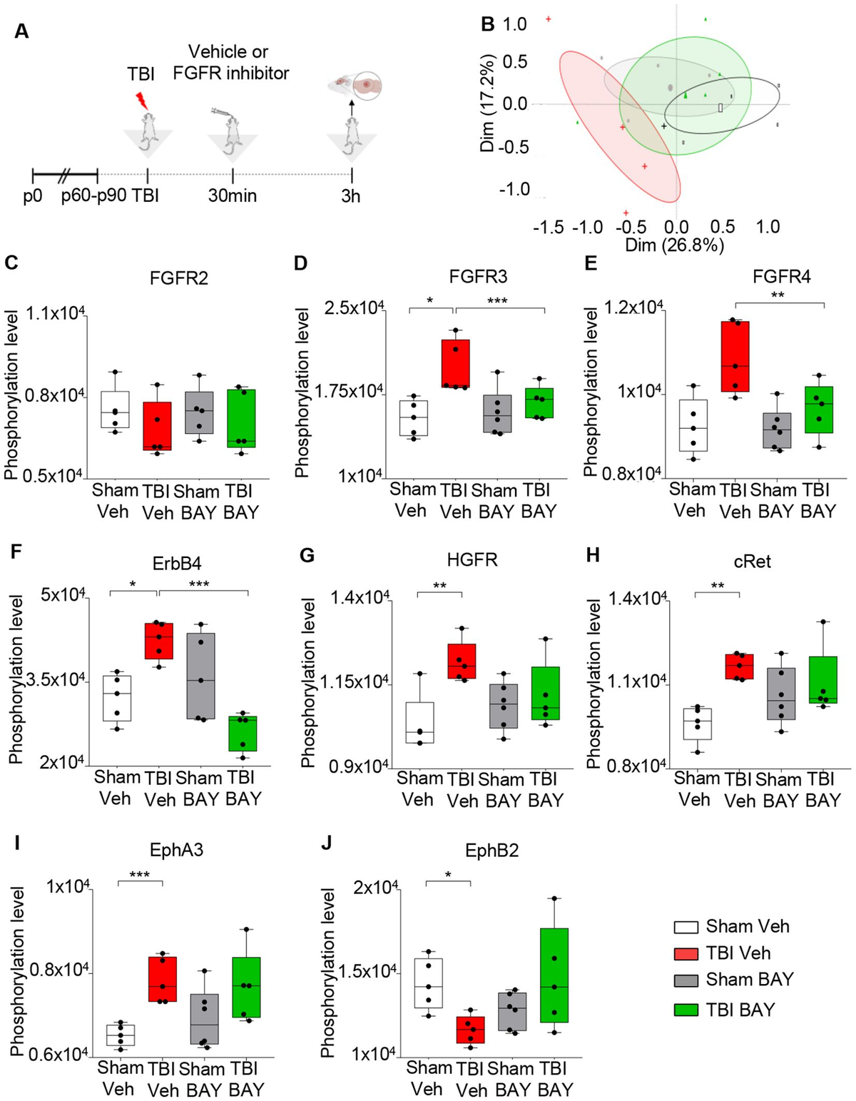 Frontiers | The FGFR inhibitor Rogaratinib reduces microglia reactivity ...