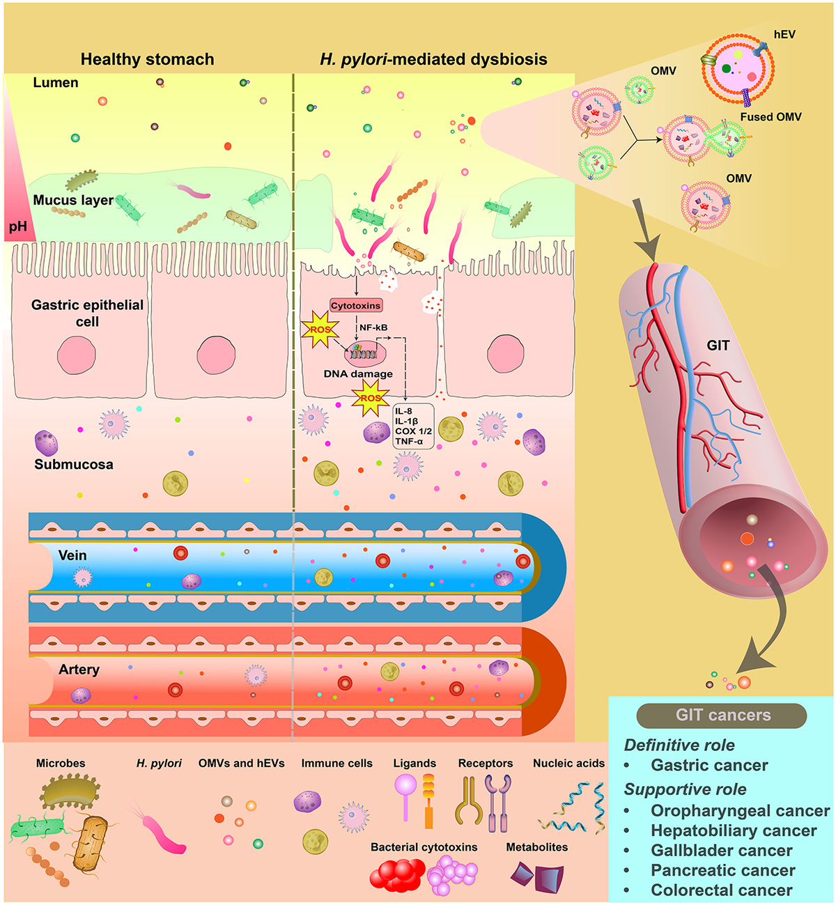 Frontiers | Helicobacter pylori infection and inflammatory events: the ...