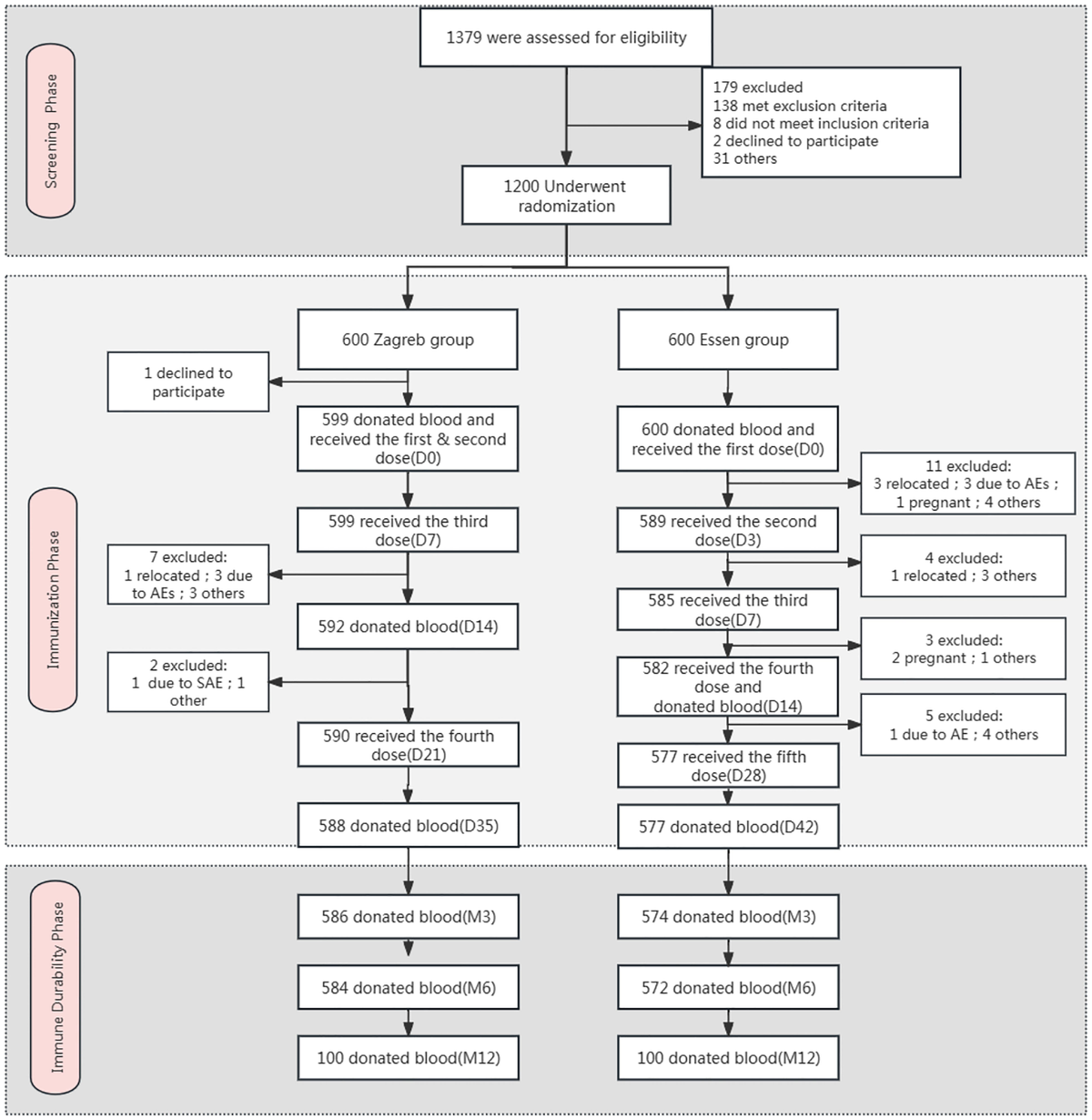 Frontiers | Safety, immunogenicity and immune-persistence of a ...