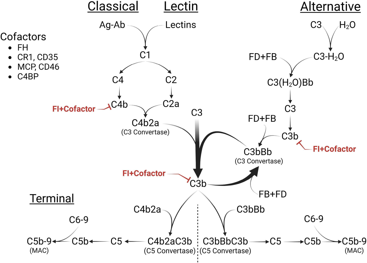 Frontiers | Functional evaluation of rare variants in complement factor ...