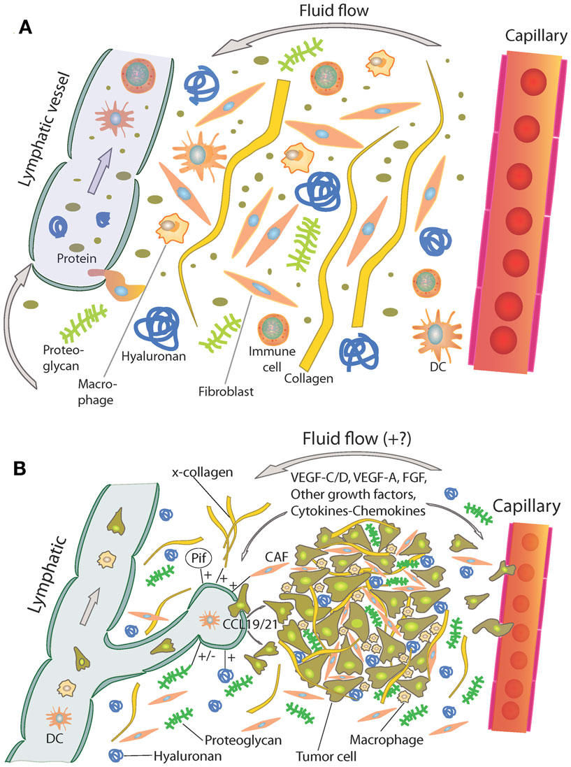 Frontiers | Tumor Interstitial Fluid Formation, Characterization, and ...