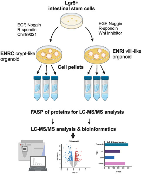 Frontiers | Comparative proteomics analysis of the mouse mini-gut ...