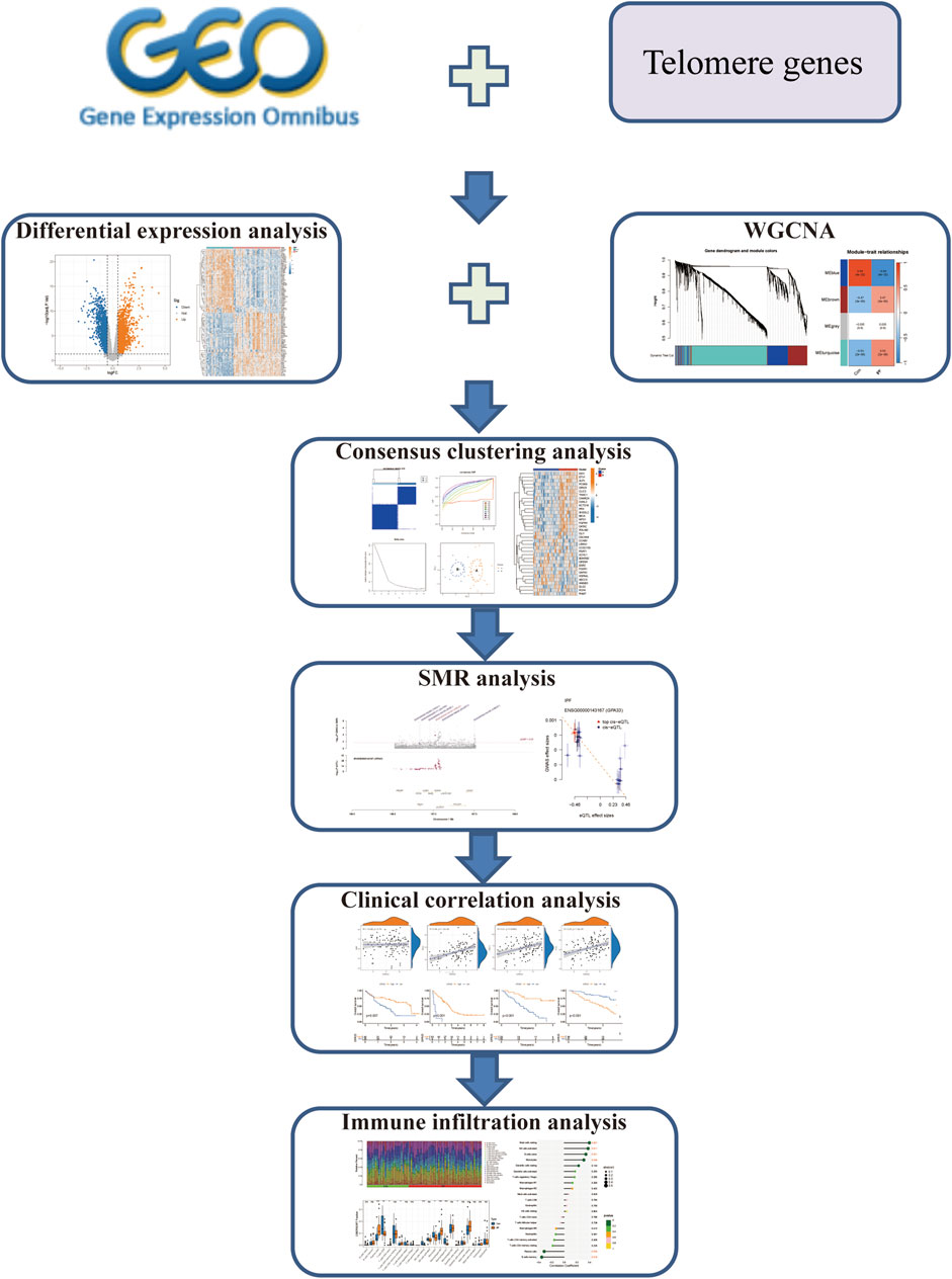 Frontiers | Role of telomere dysfunction and immune infiltration in ...