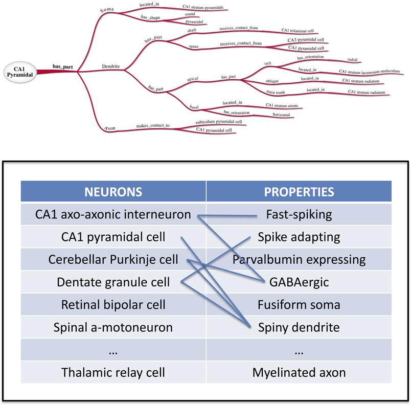 Frontiers | An ontological approach to describing neurons and their ...
