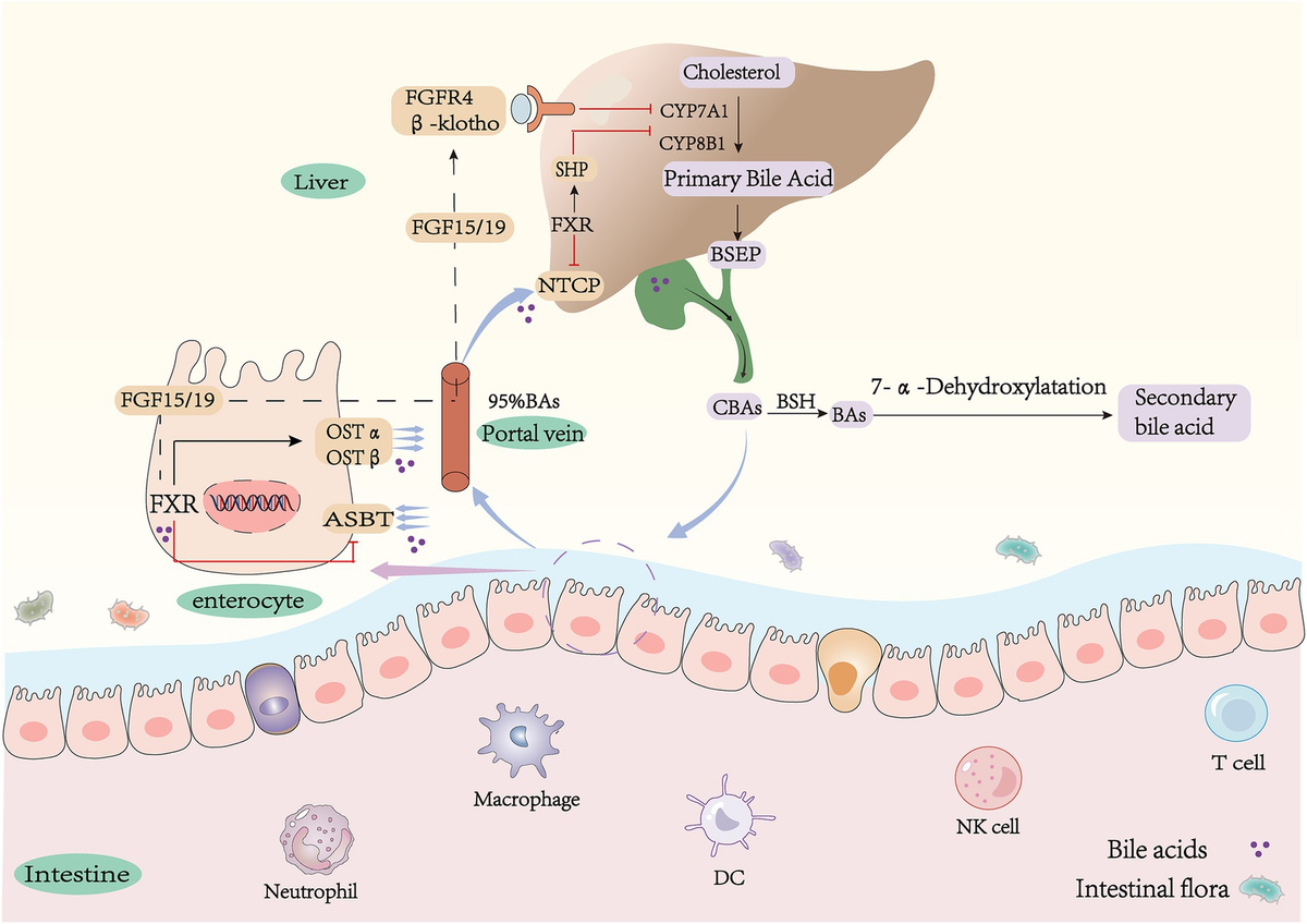 Frontiers | Regulation of bile acids and their receptor FXR in ...
