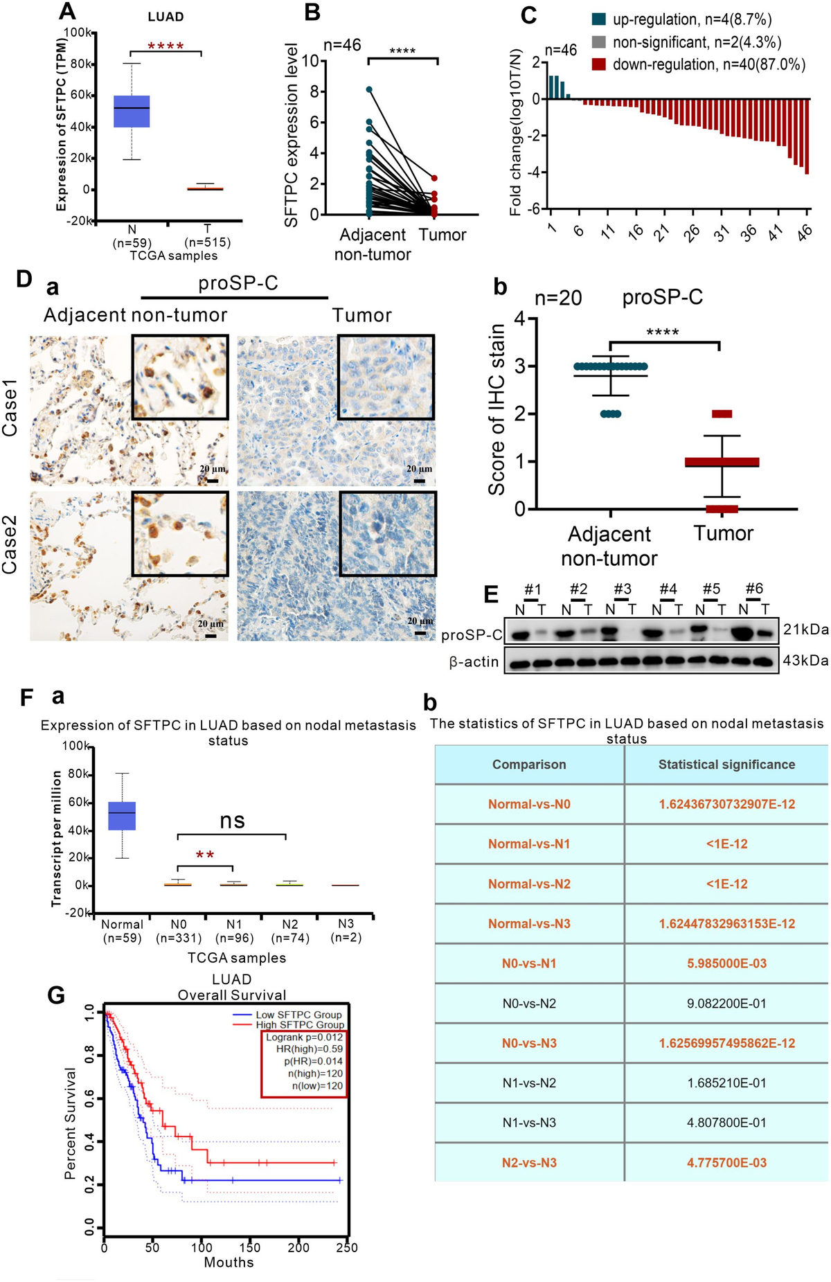 Frontiers | Alveolar type 2 cells marker gene SFTPC inhibits epithelial ...