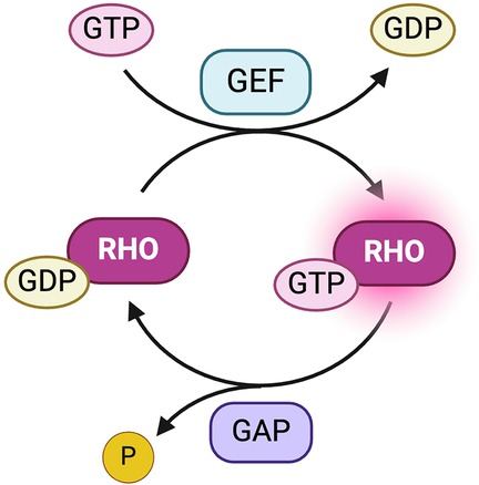 Frontiers | Variants in RHOBTB2 associated with cancer and rare ...