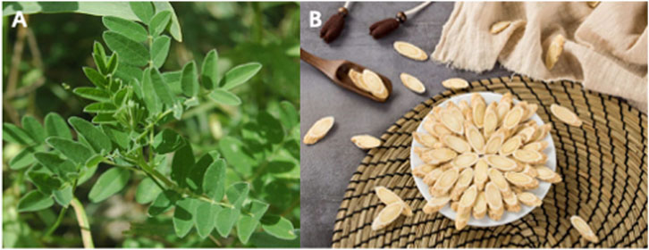 Frontiers | Pharmacological effects of Astragalus polysaccharides in ...