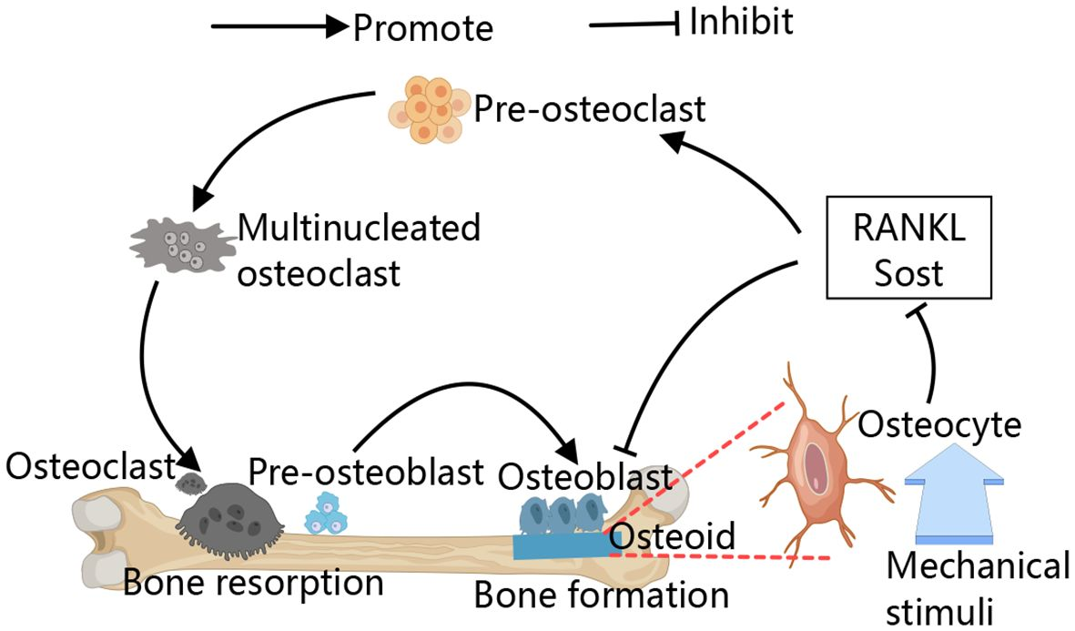 Frontiers | The role of calcium channels in osteoporosis and their ...