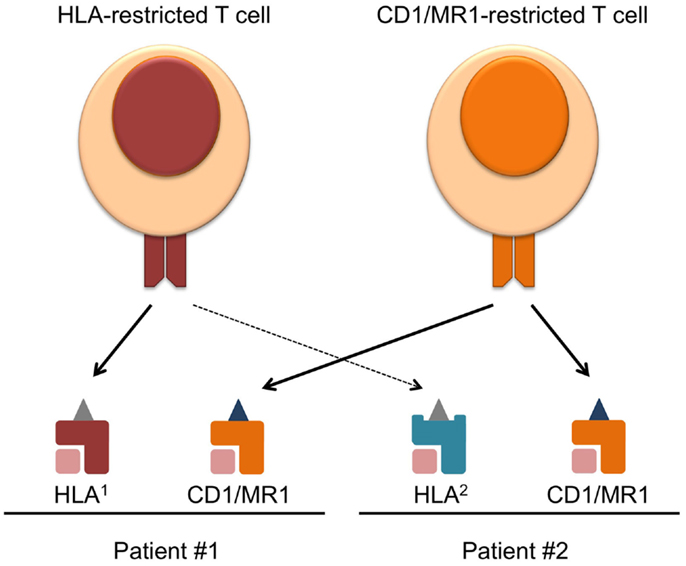 Frontiers | Adoptive T Cell Therapy Targeting CD1 and MR1