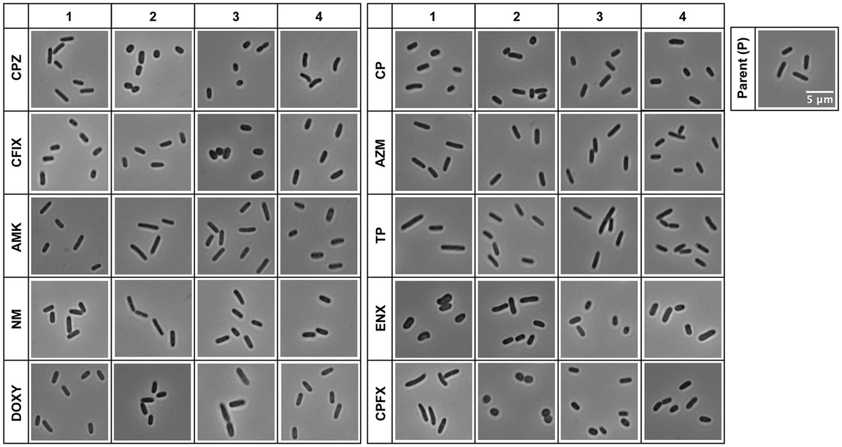 Frontiers | Bioinformatic analysis reveals the association between ...
