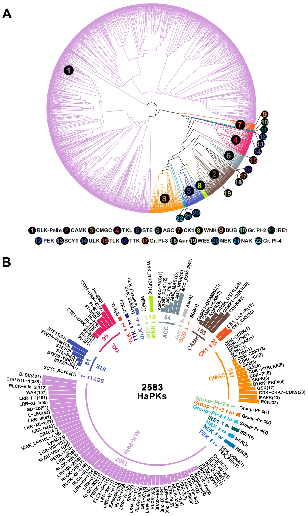 Frontiers | Genome-wide characterization of the sunflower kinome ...
