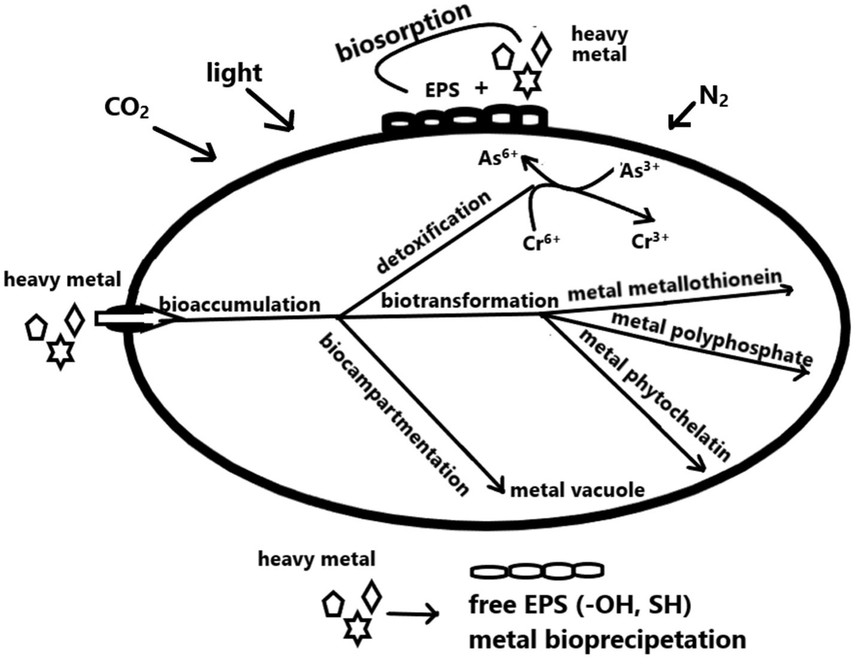 Frontiers | The molecular insights of cyanobacterial bioremediations of ...