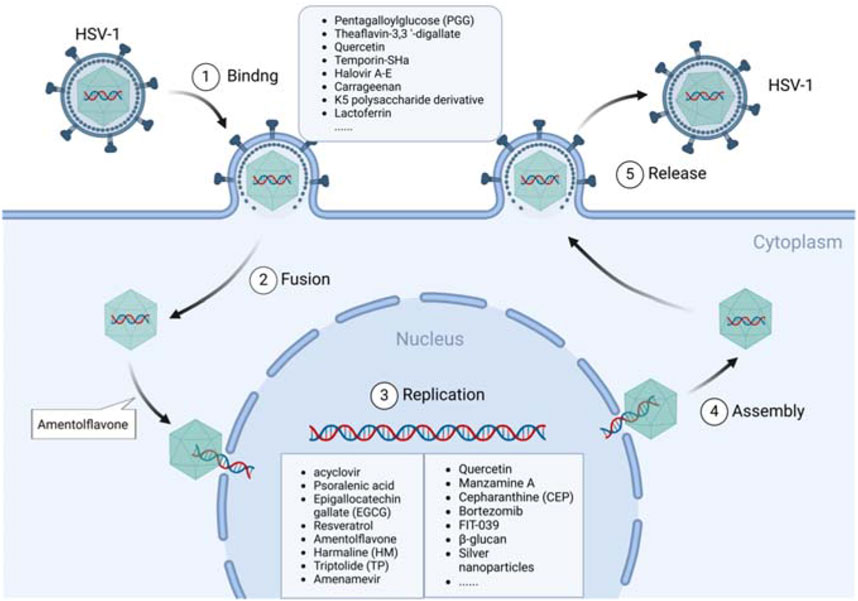 Frontiers | Anti-HSV-1 agents: an update