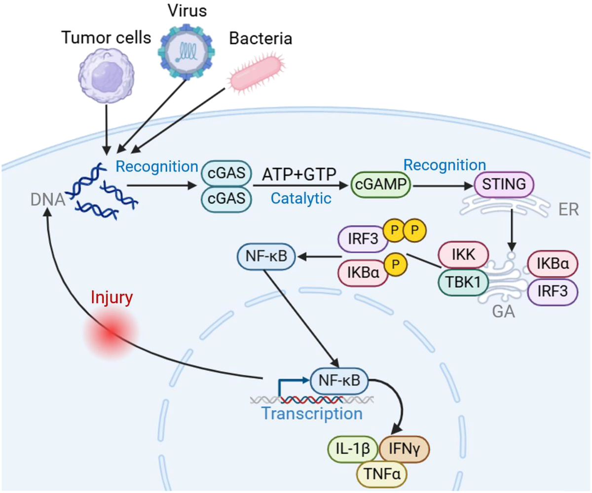 Frontiers | The role of cGAS-STING signaling in the development and ...