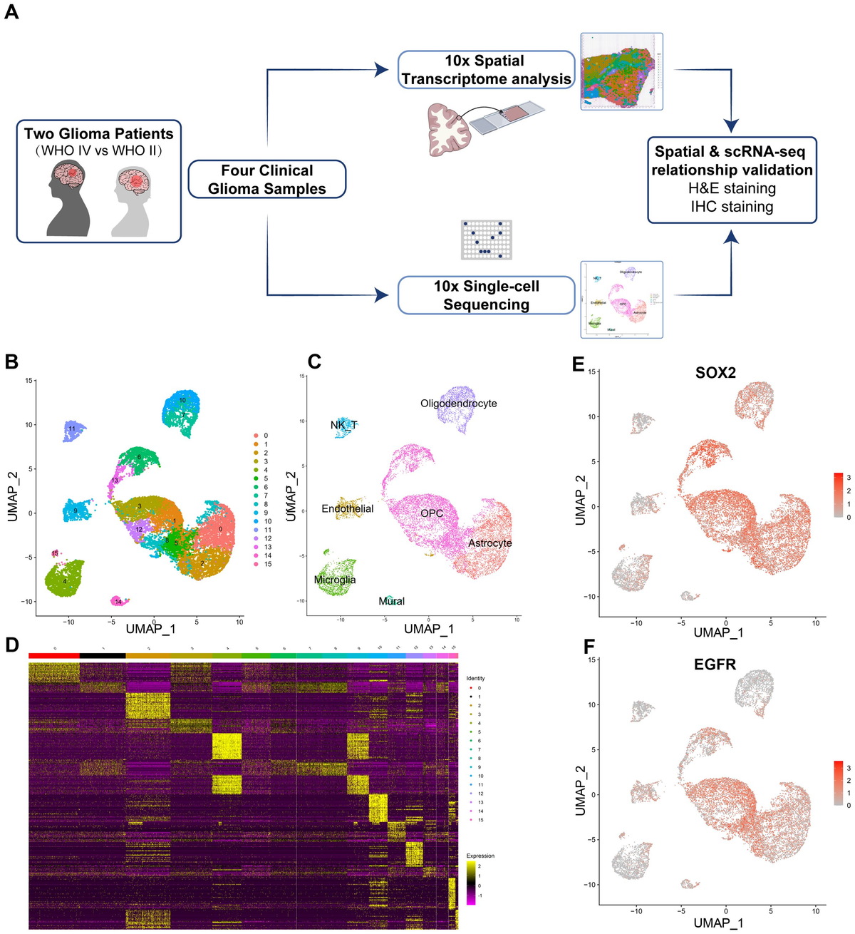 Frontiers | Single-cell and spatial transcriptome assays reveal heterogeneity in gliomas through ...