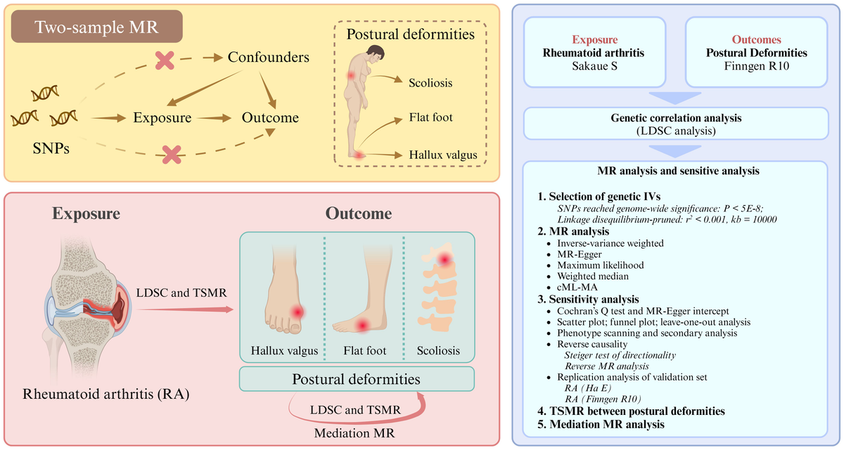 Frontiers | The causality between rheumatoid arthritis and postural deformities: bidirectional ...