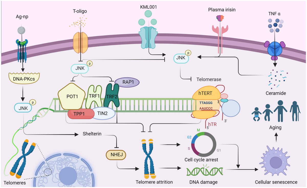 Frontiers | c-Jun N-terminal kinase signaling in aging