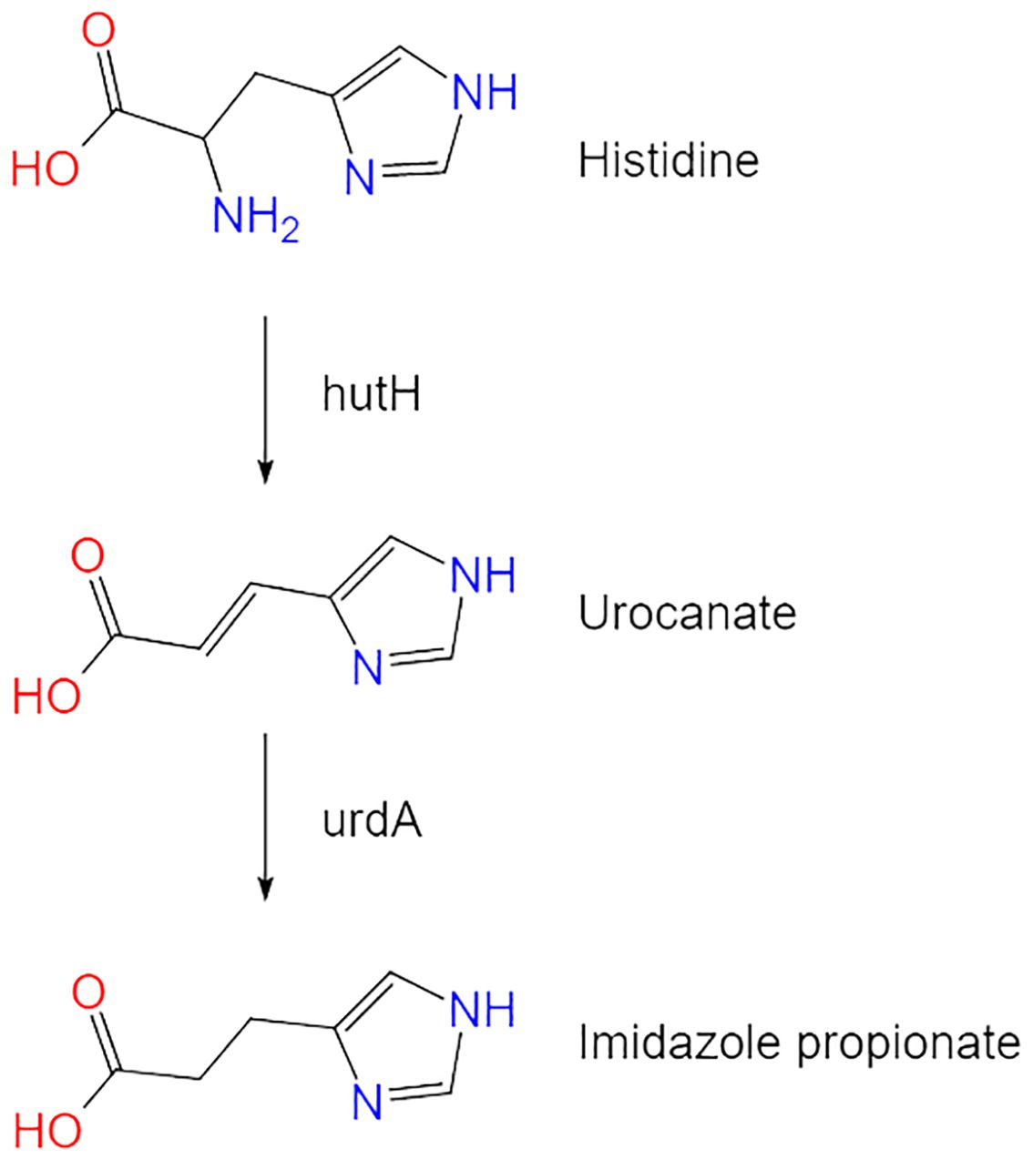 Frontiers | Imidazole propionate in type 2 diabetes mellitus and ...