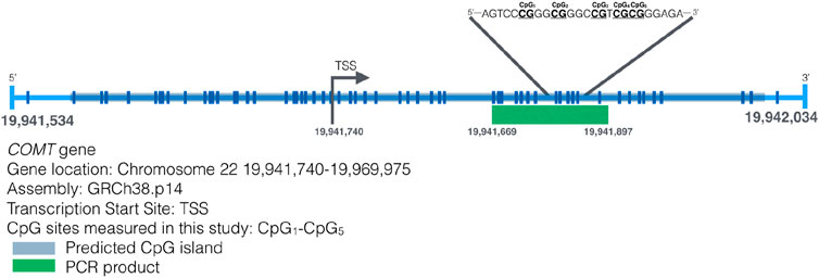 Frontiers | Personality and COMT gene: molecular-genetic and epigenetic ...