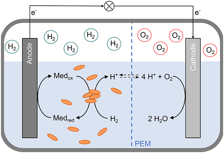 Frontiers | Reductive dehalogenase of Dehalococcoides mccartyi strain ...
