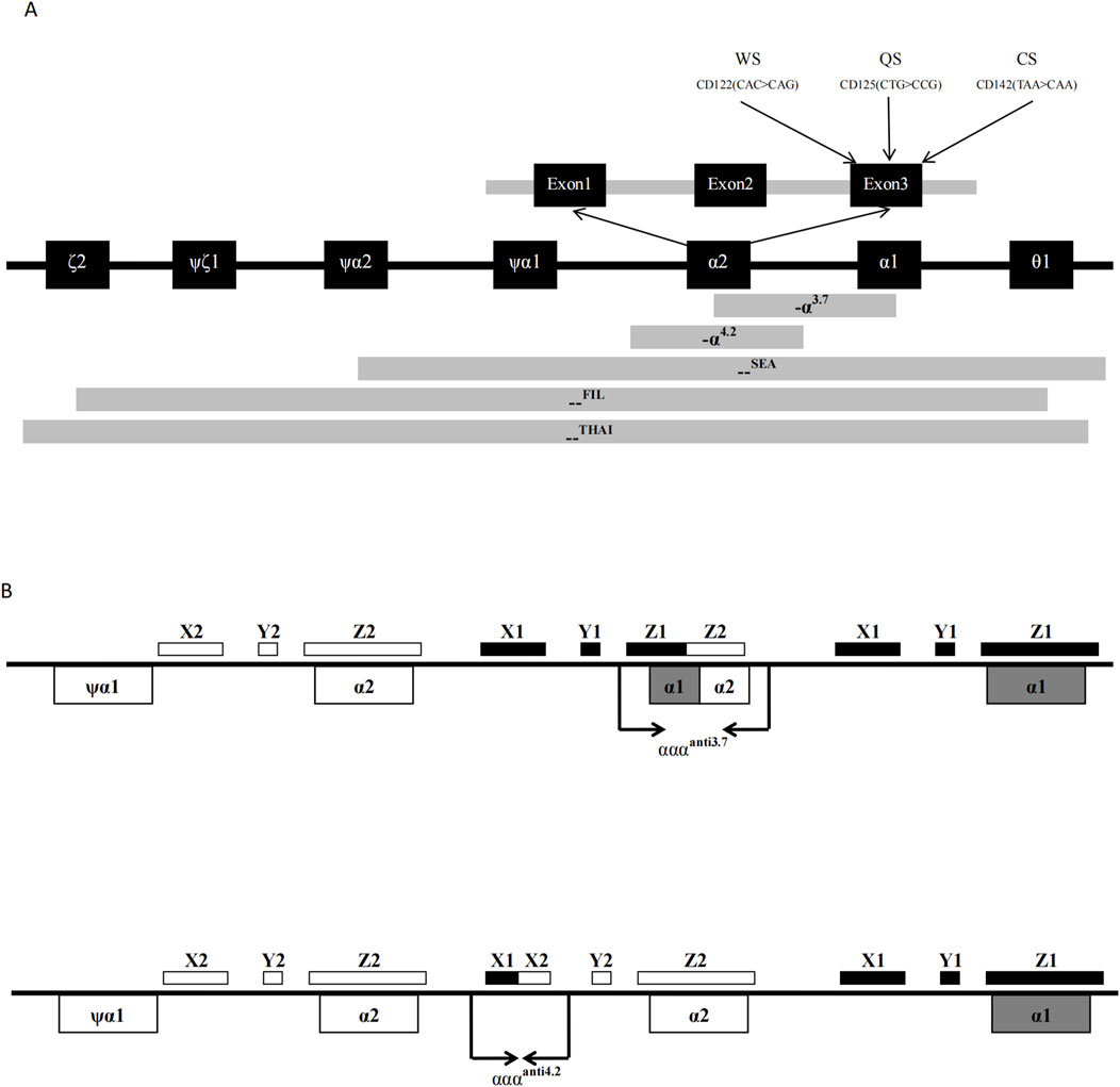 Frontiers | Development and clinical validation of a novel detection kit for α-thalassemia in ...