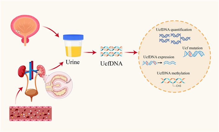 Frontiers | Analysis of urine cell-free DNA in bladder cancer diagnosis by emerging bioactive ...