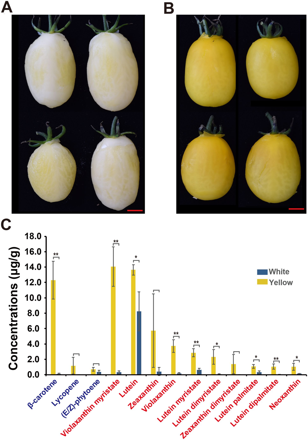 Frontiers | Genetic mapping and molecular marker development for white ...