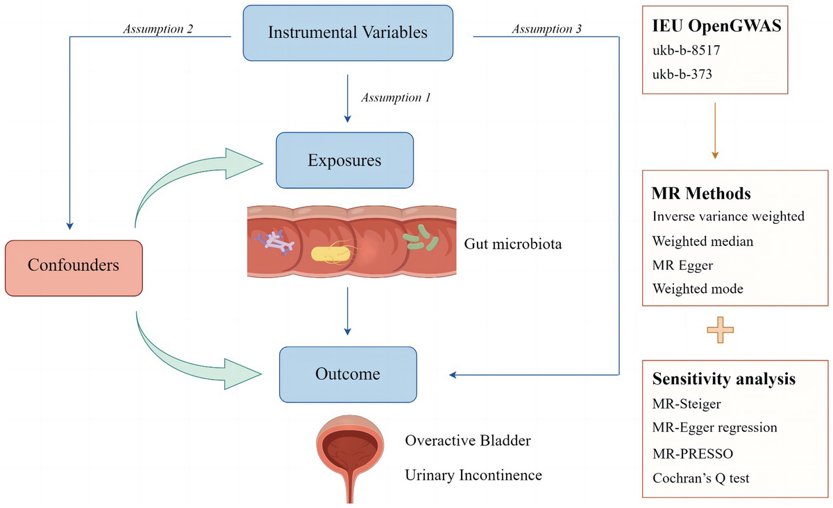 Frontiers | Causal effects of gut microbiota on risk of overactive ...
