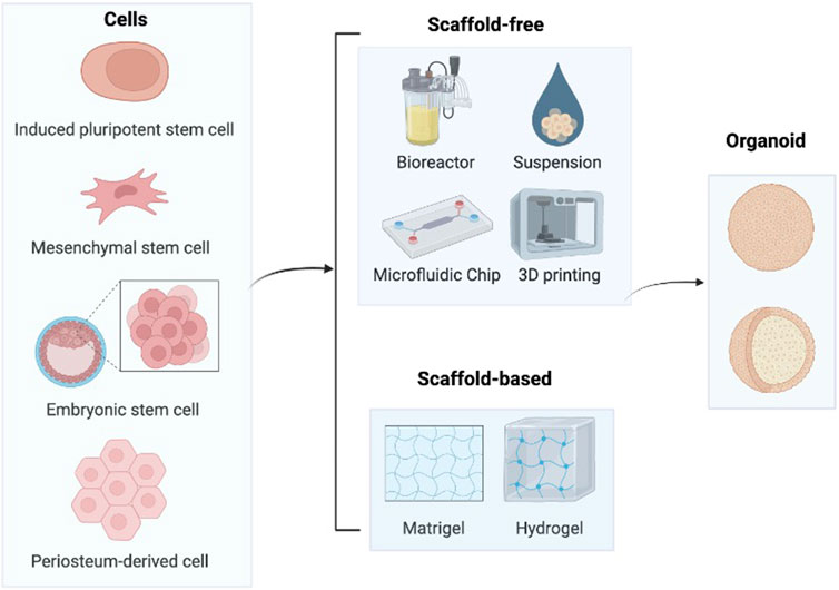Frontiers | Advance in the application of organoids in bone diseases
