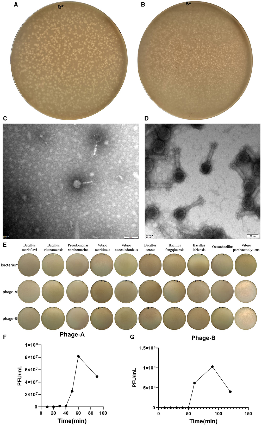 Frontiers | Corrigendum: The trade-off of Vibrio parahaemolyticus ...