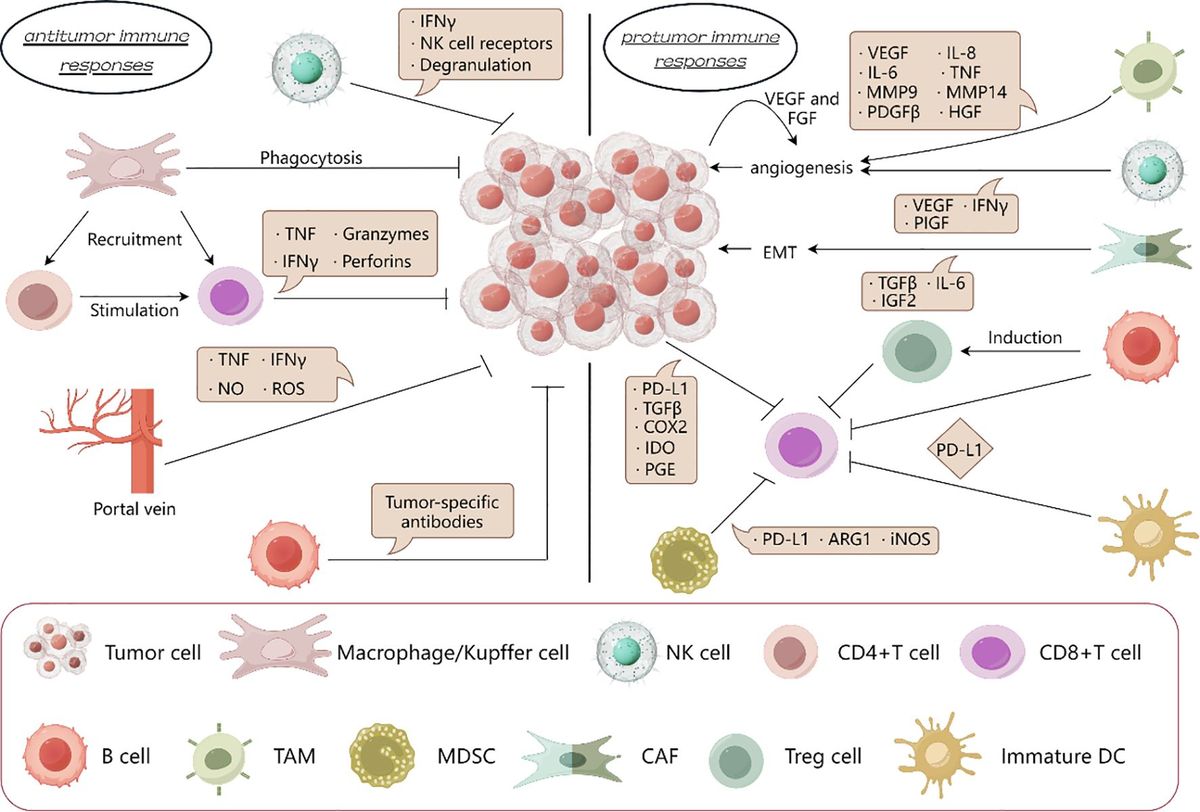Frontiers | Immunotherapy in liver cancer: overcoming the tolerogenic ...