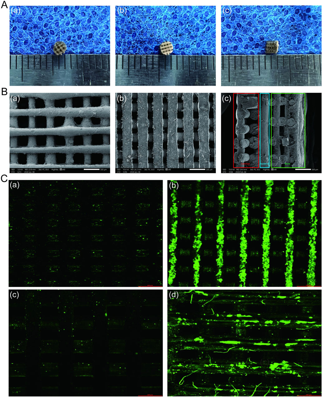 Frontiers | Application of polydopamine-modified triphasic PLA/PCL-PLGA ...