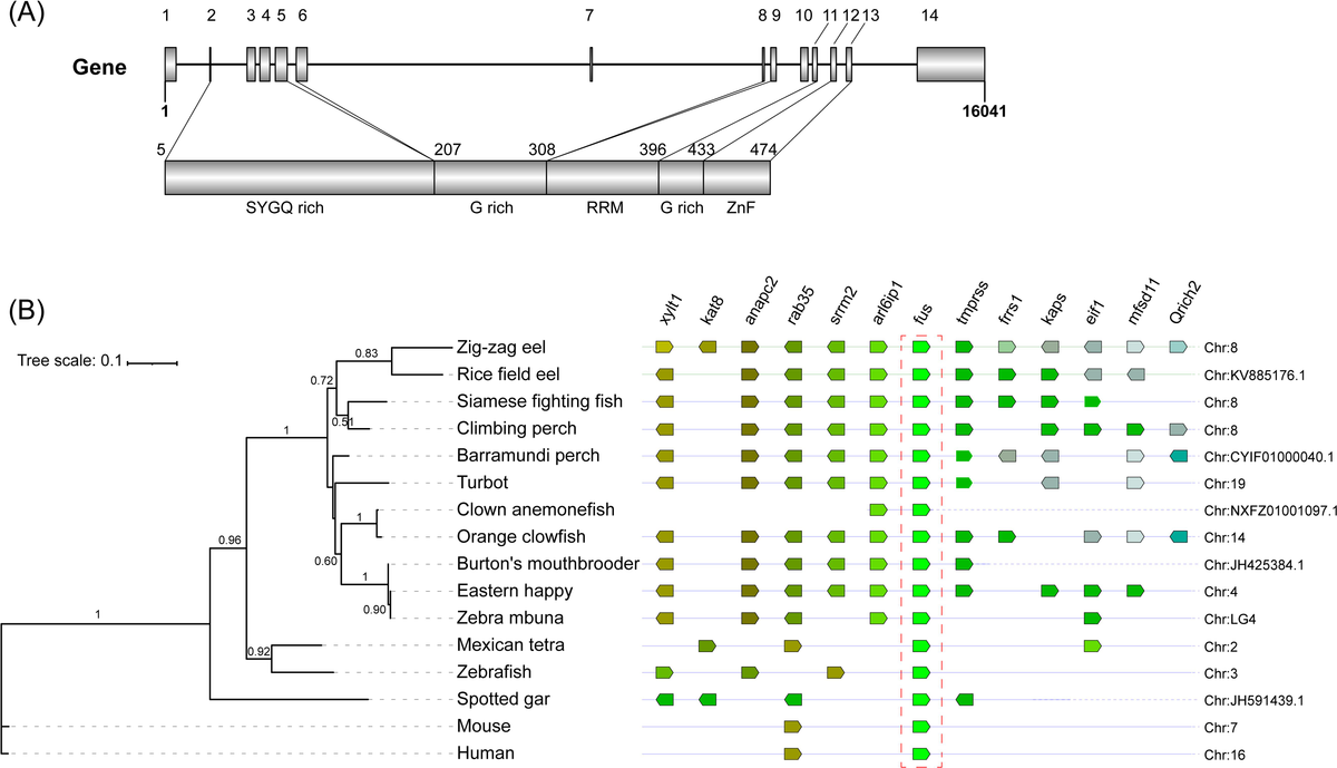 Expression pattern of the fused in sarcoma gene and its contextual ...