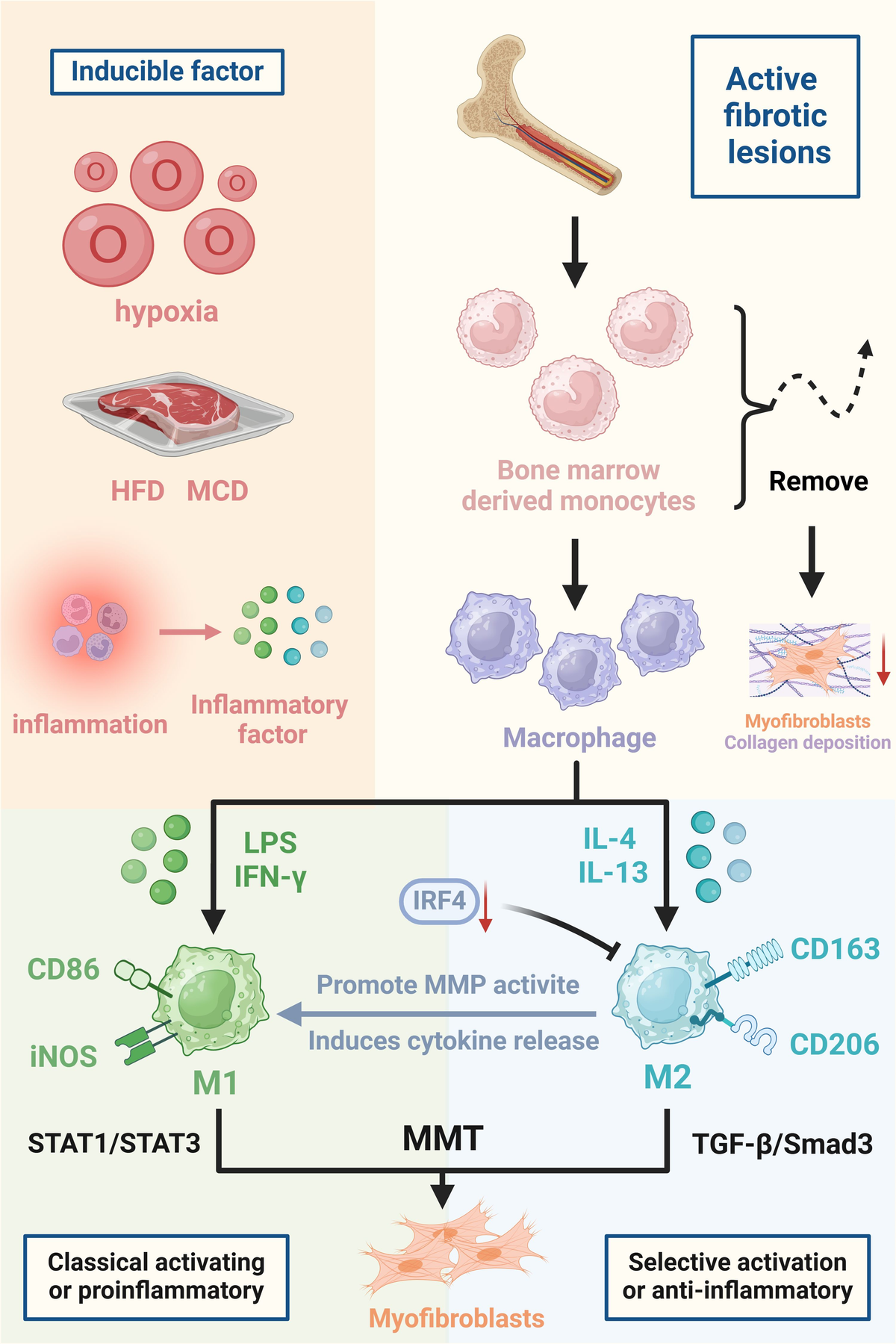 Frontiers | Advances in macrophage-myofibroblast transformation in ...