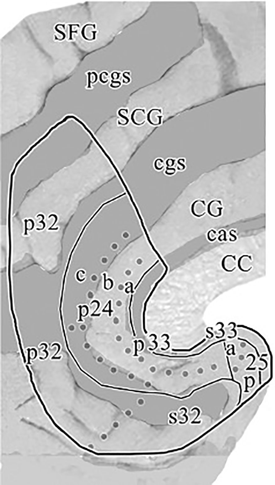 Frontiers | Highfield imaging of the subgenual anterior cingulate ...