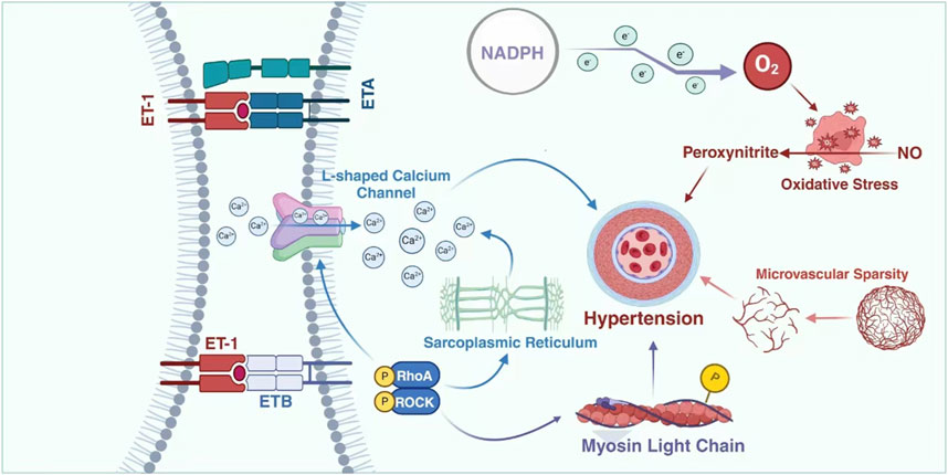 Frontiers | Endothelin receptor antagonists (ERAs) can potentially be ...