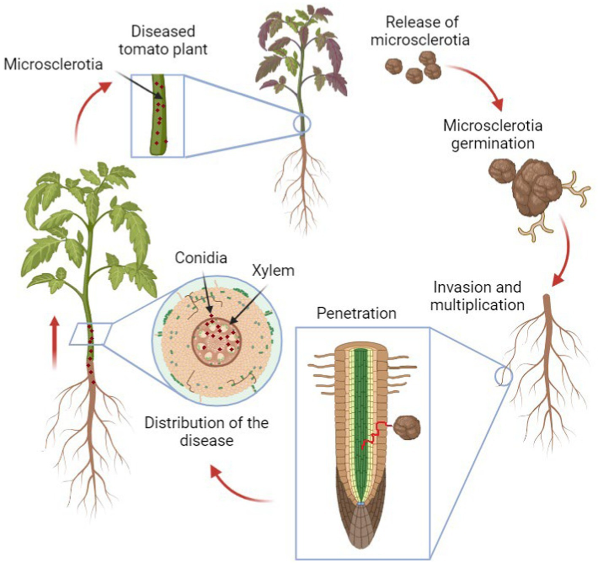 Frontiers | Genomic insights into Verticillium: a review of progress in the genomics era