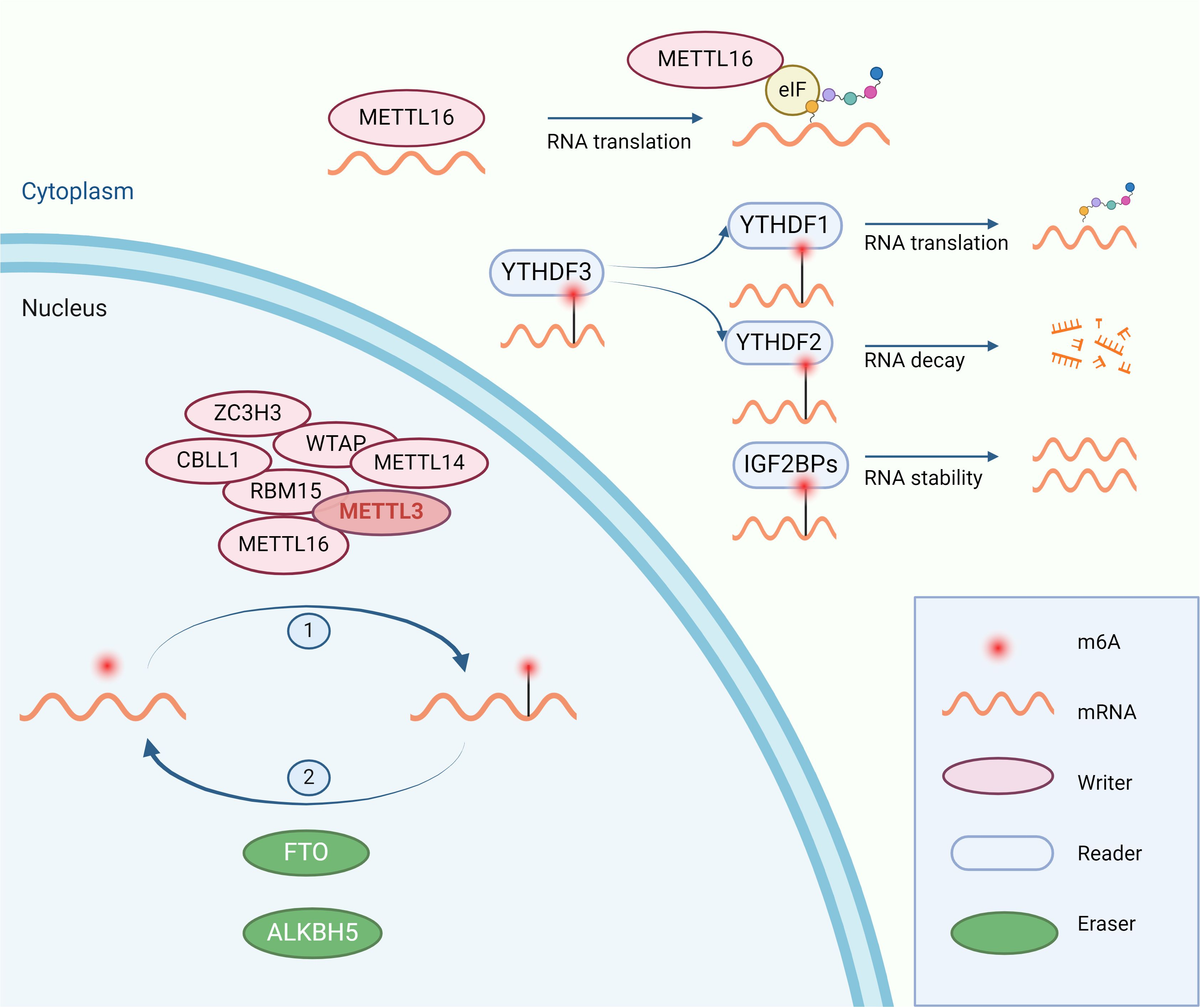 Frontiers | RNA modifications in cancer immune therapy: regulators of ...