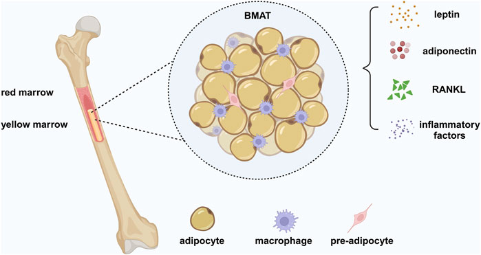 Frontiers | Autophagy: regulating the seesaw of bone–fat balance