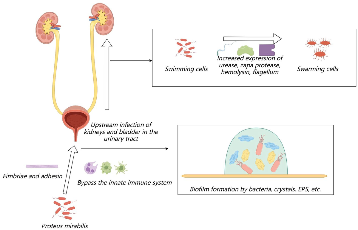 Proteus Spp Lecture Proteus Spp (2) | PPT